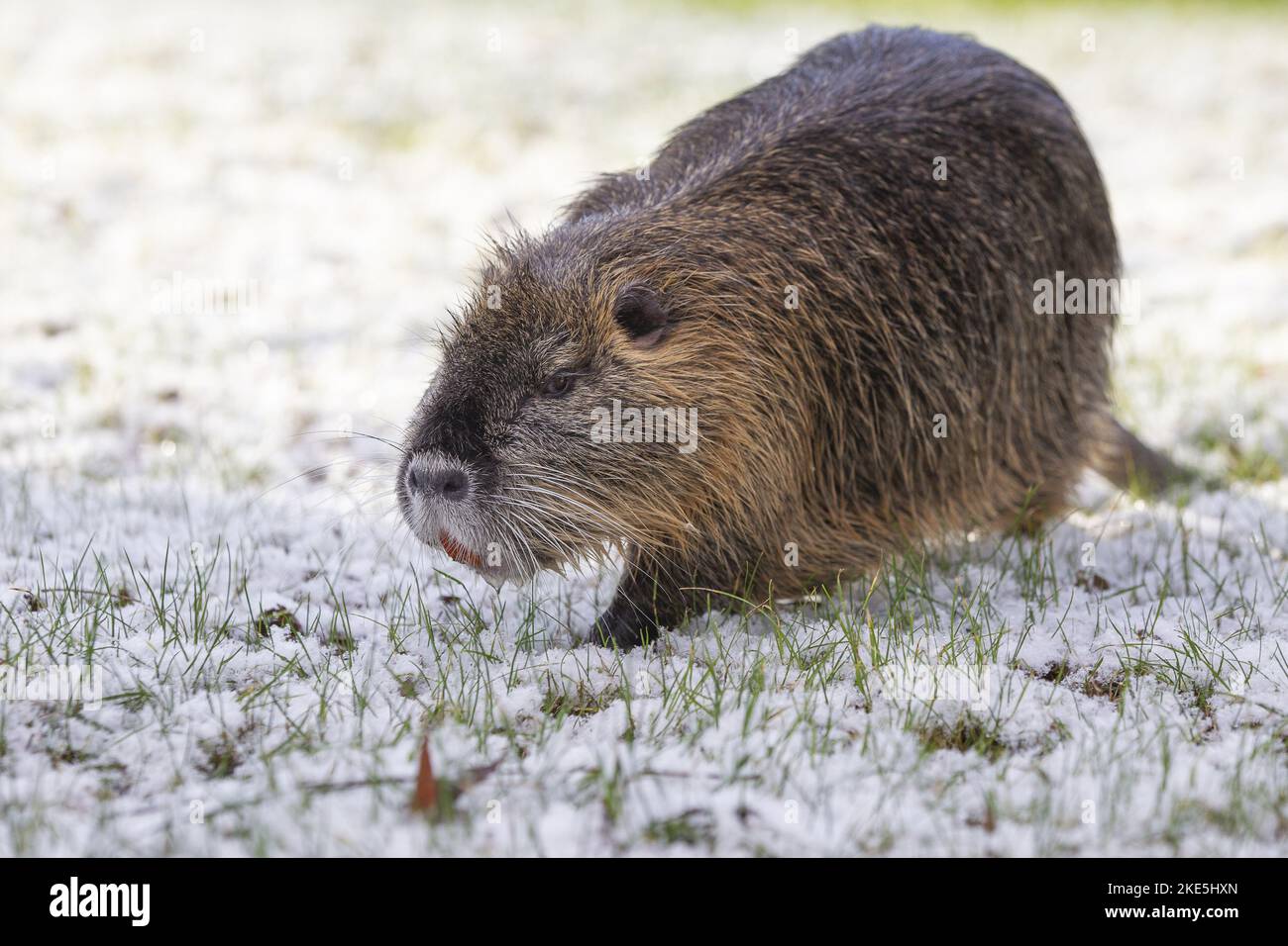 Coypu sun hi-res stock photography and images - Alamy