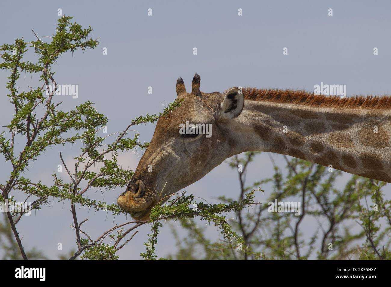 Giraffe eat namibia hi-res stock photography and images - Alamy