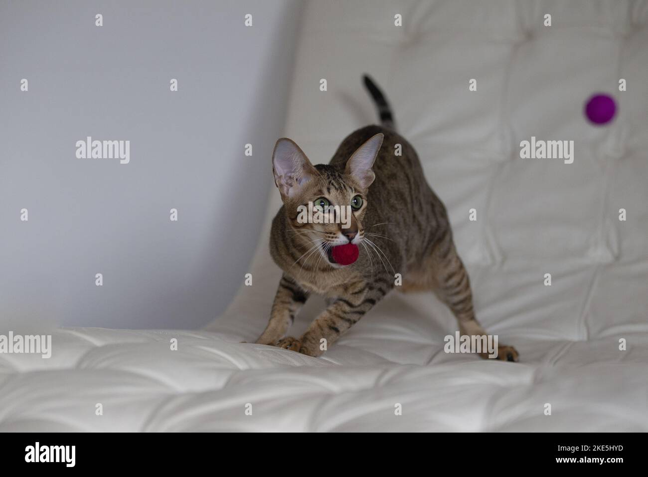 Oriental shorthair toy hi-res stock photography and images - Alamy