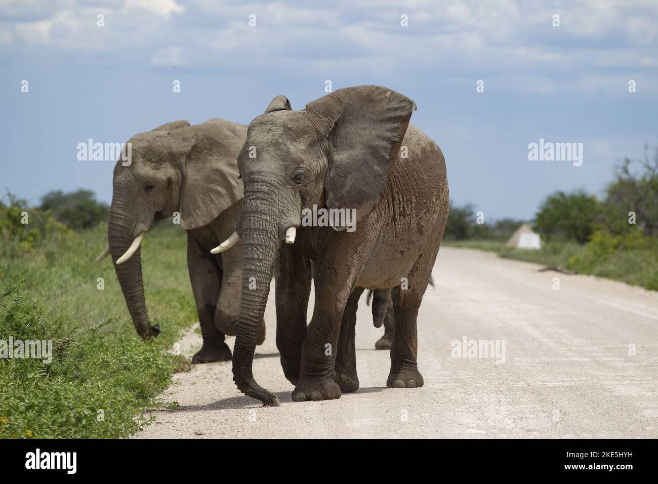 African paths hi-res stock photography and images - Alamy