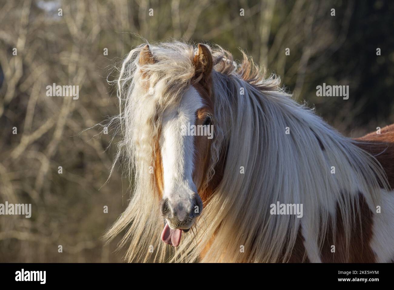 Irish Tinker Portrait Stock Photo - Alamy