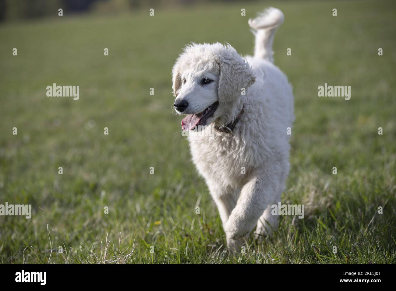 Hungarian sheepdog puppy hi-res stock photography and images - Alamy