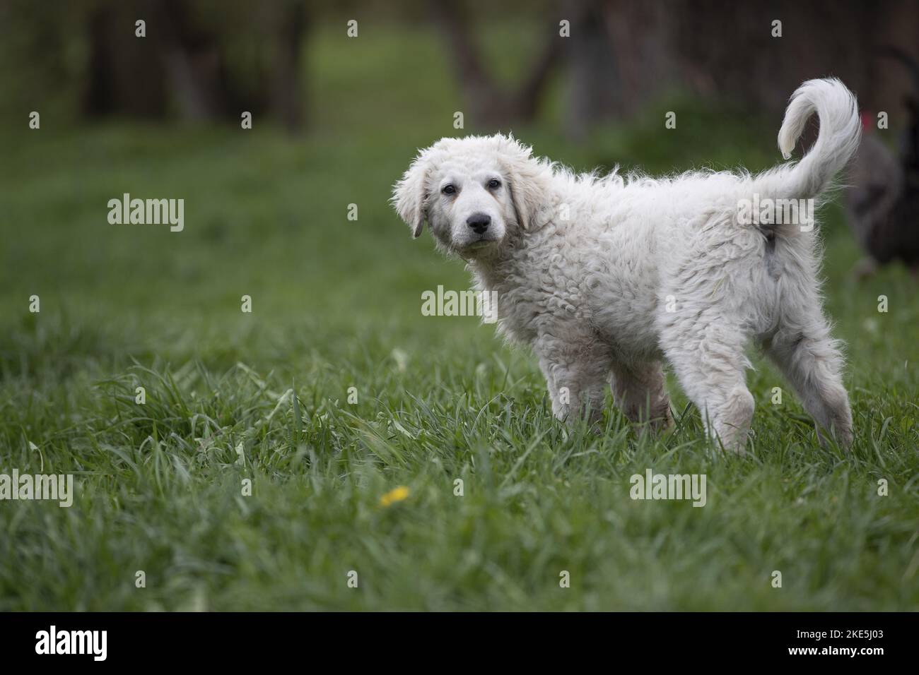 Guardian sheepdog puppy hi-res stock photography and images - Alamy