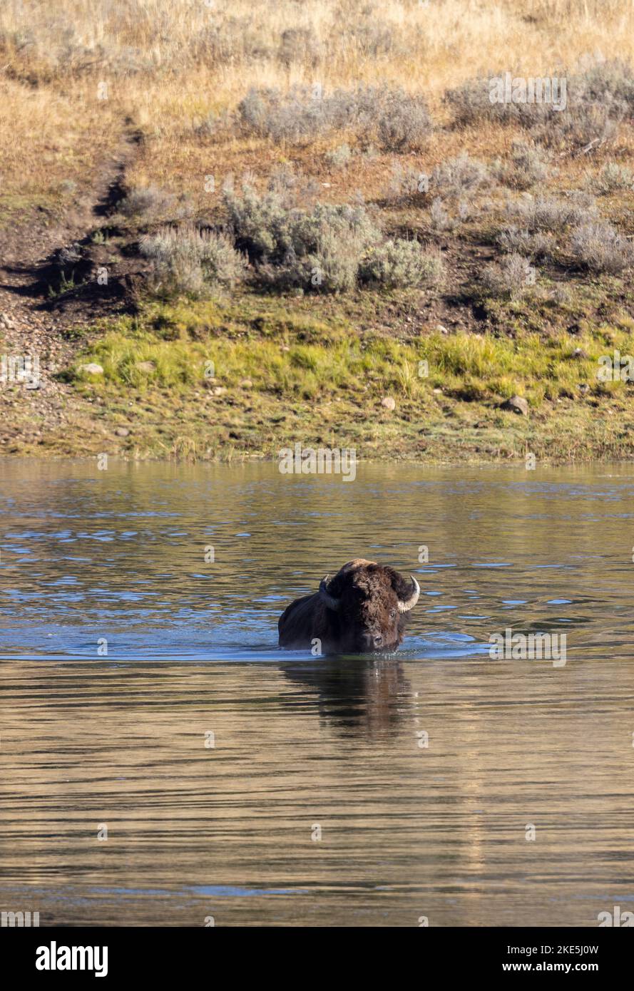 Bison Crossing the Yellowstone River in Fall in Yellowstone National ...