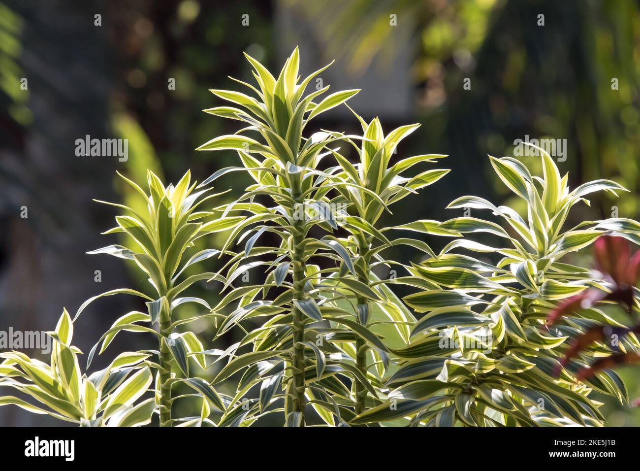 Pleomele reflexa hi-res stock photography and images - Alamy