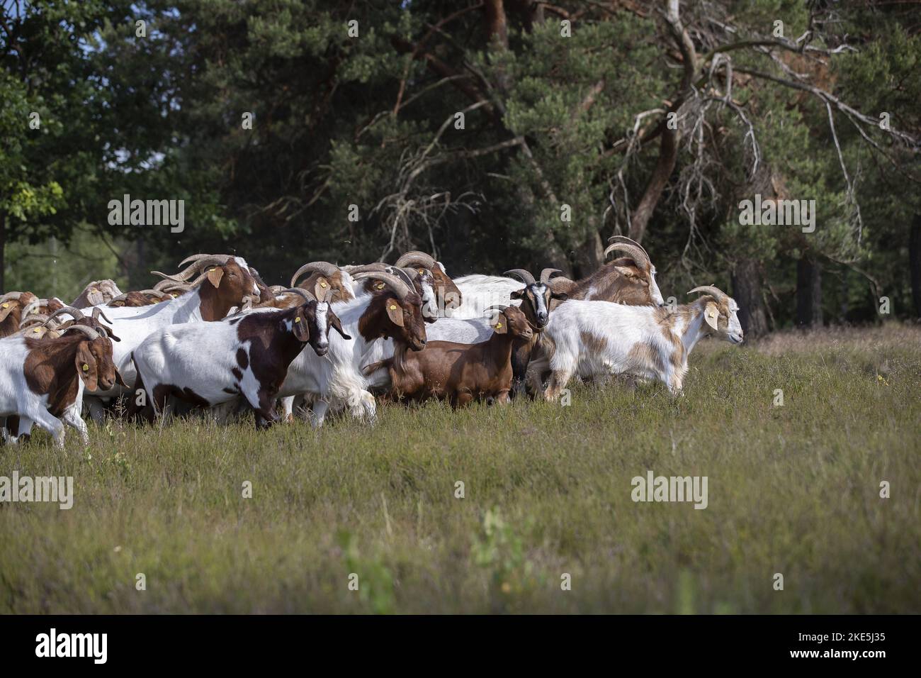 Boer goats grazing hi-res stock photography and images - Alamy