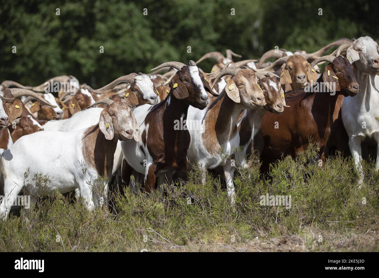 Boer goats grazing hi-res stock photography and images - Alamy