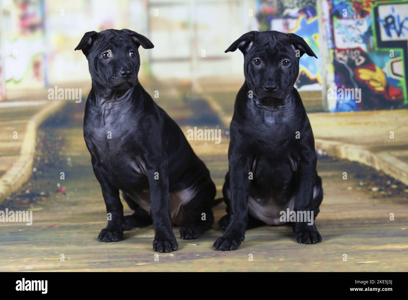 Thai Ridgeback Puppies Stock Photo - Alamy