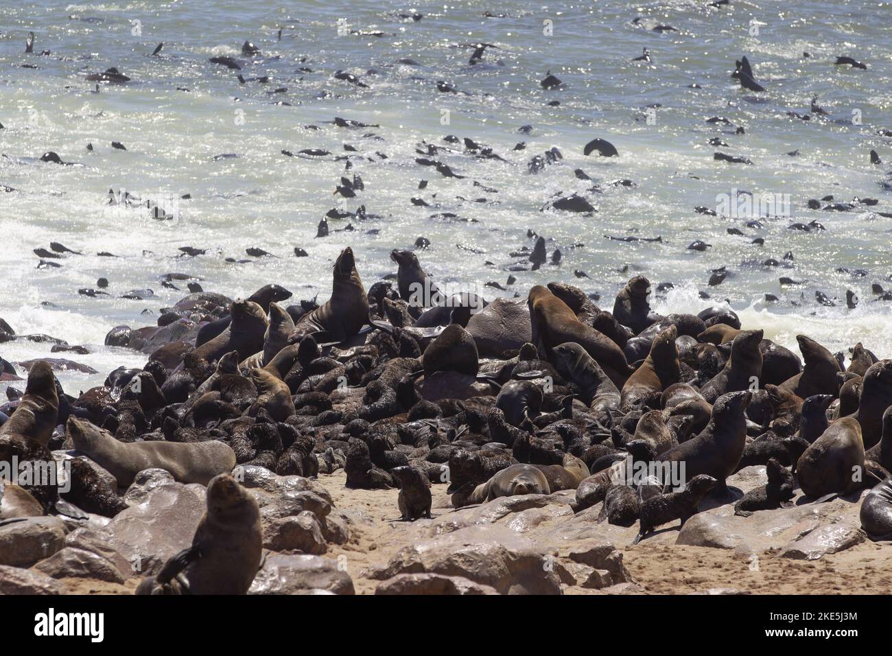 Group eared seal animal swimming hi-res stock photography and images ...