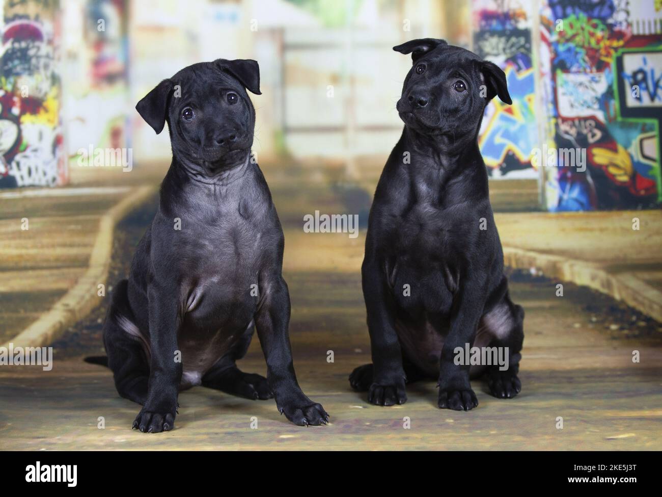 Thai Ridgeback Puppies Stock Photo - Alamy