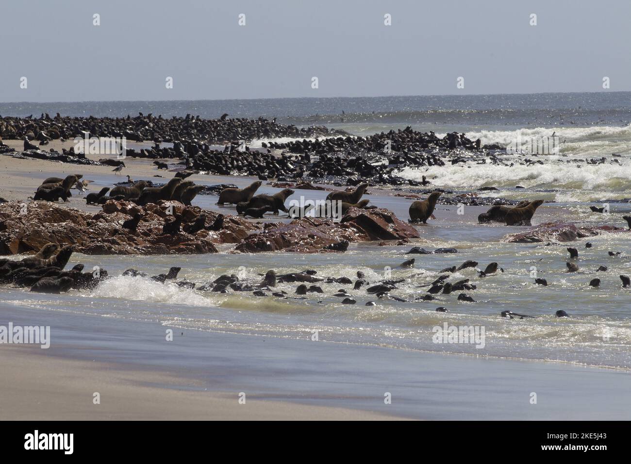 Group eared seal animal swimming hi-res stock photography and images ...