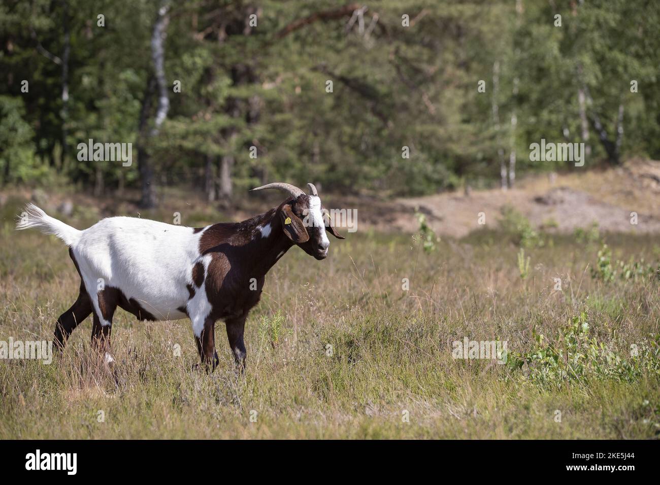 Profile of a boer goat hi-res stock photography and images - Alamy