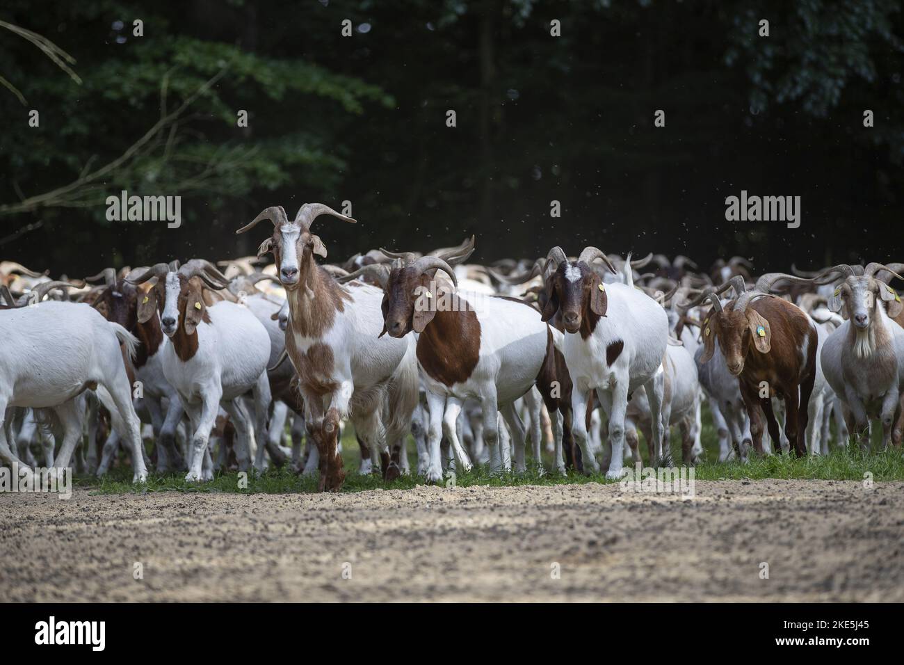Boer walks hi-res stock photography and images - Alamy