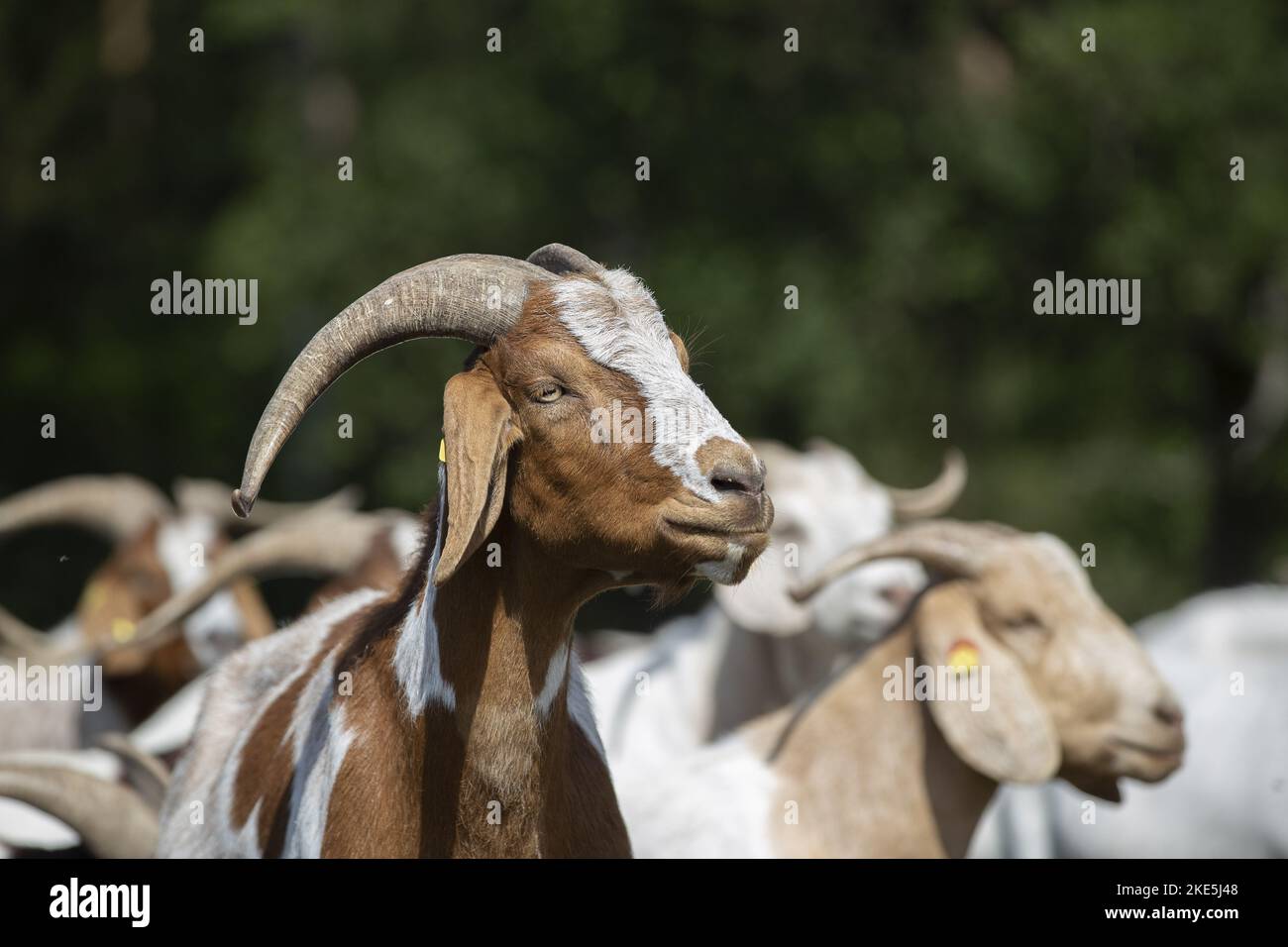 Boer goat capra hi-res stock photography and images - Alamy
