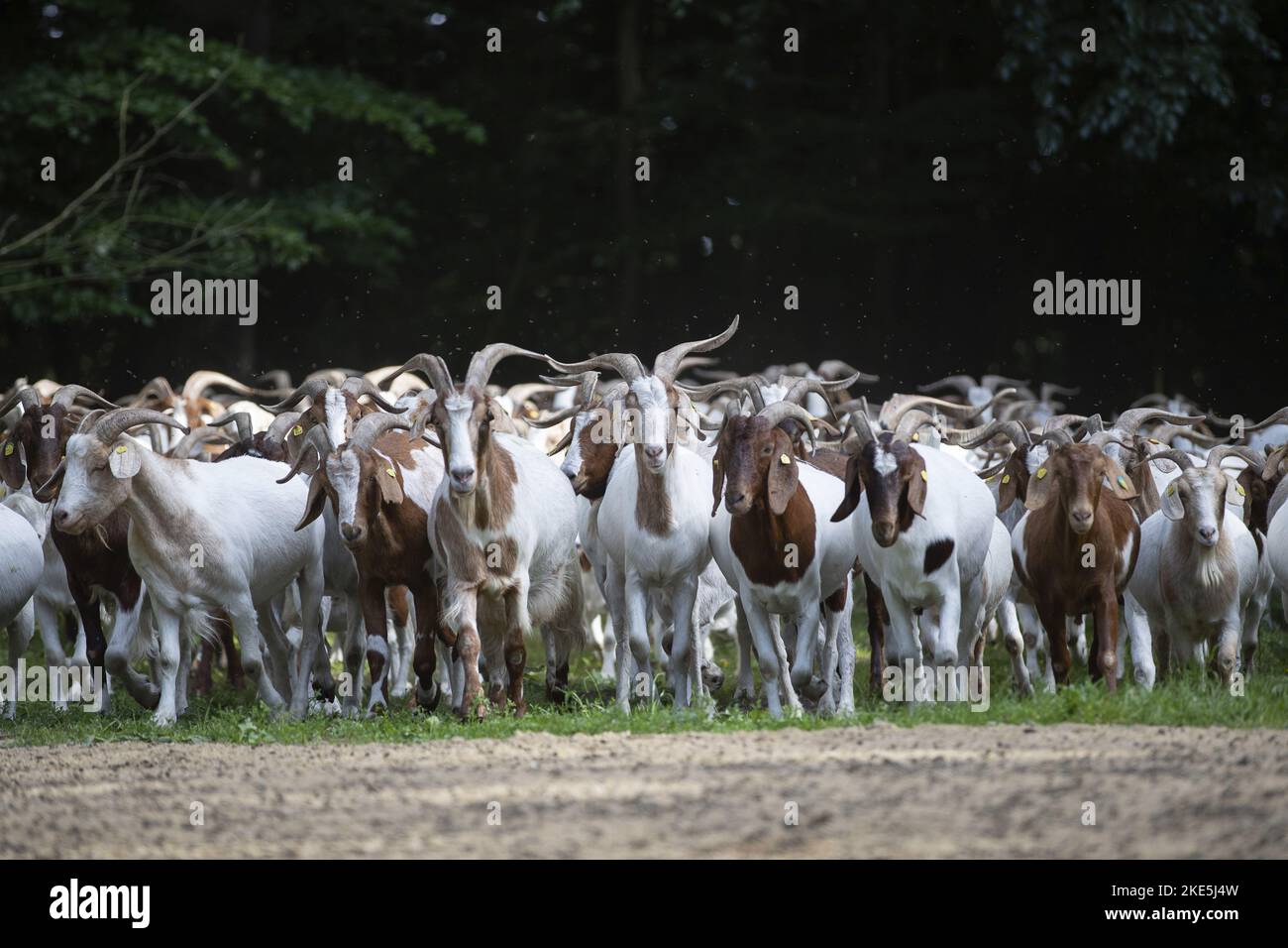 Boer walks hi-res stock photography and images - Alamy