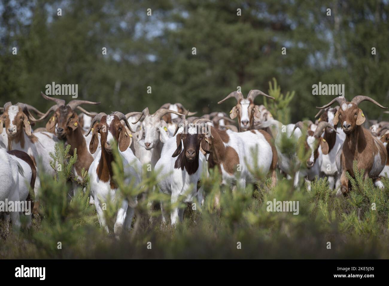 Boer goats grazing hi-res stock photography and images - Alamy