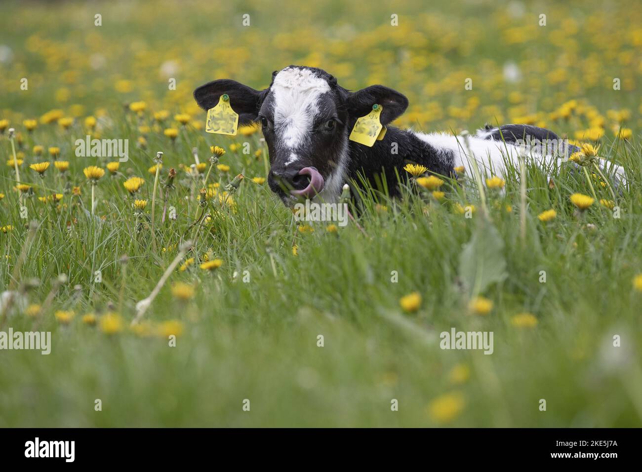 Calf tooth hi-res stock photography and images - Alamy