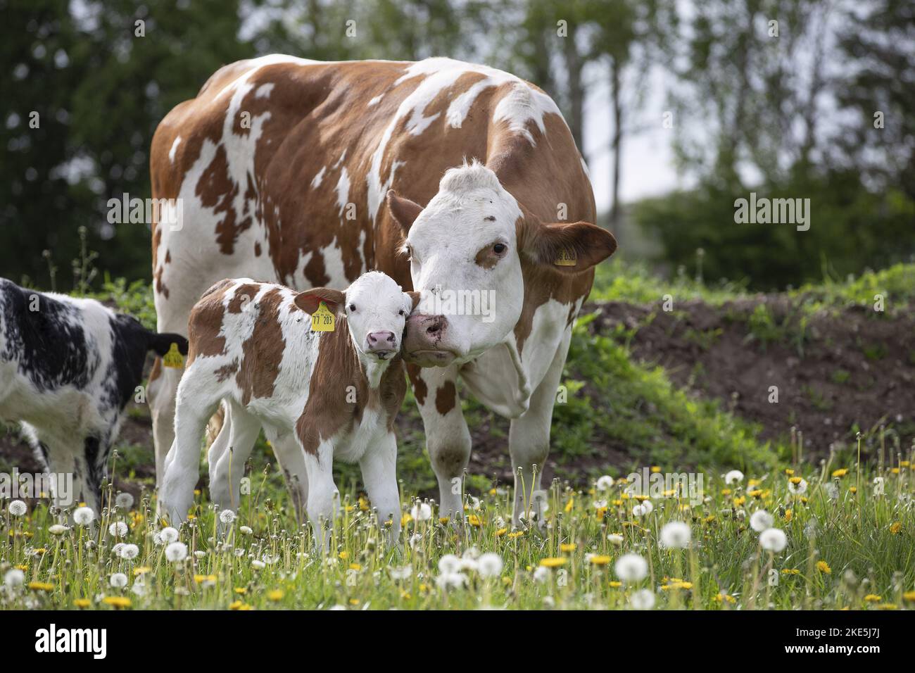 Three cows black red and white hi-res stock photography and images - Alamy