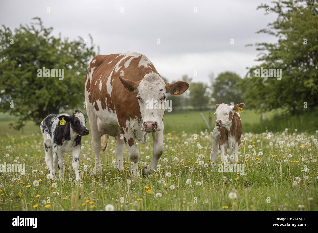 Three cows black red and white hi-res stock photography and images - Alamy