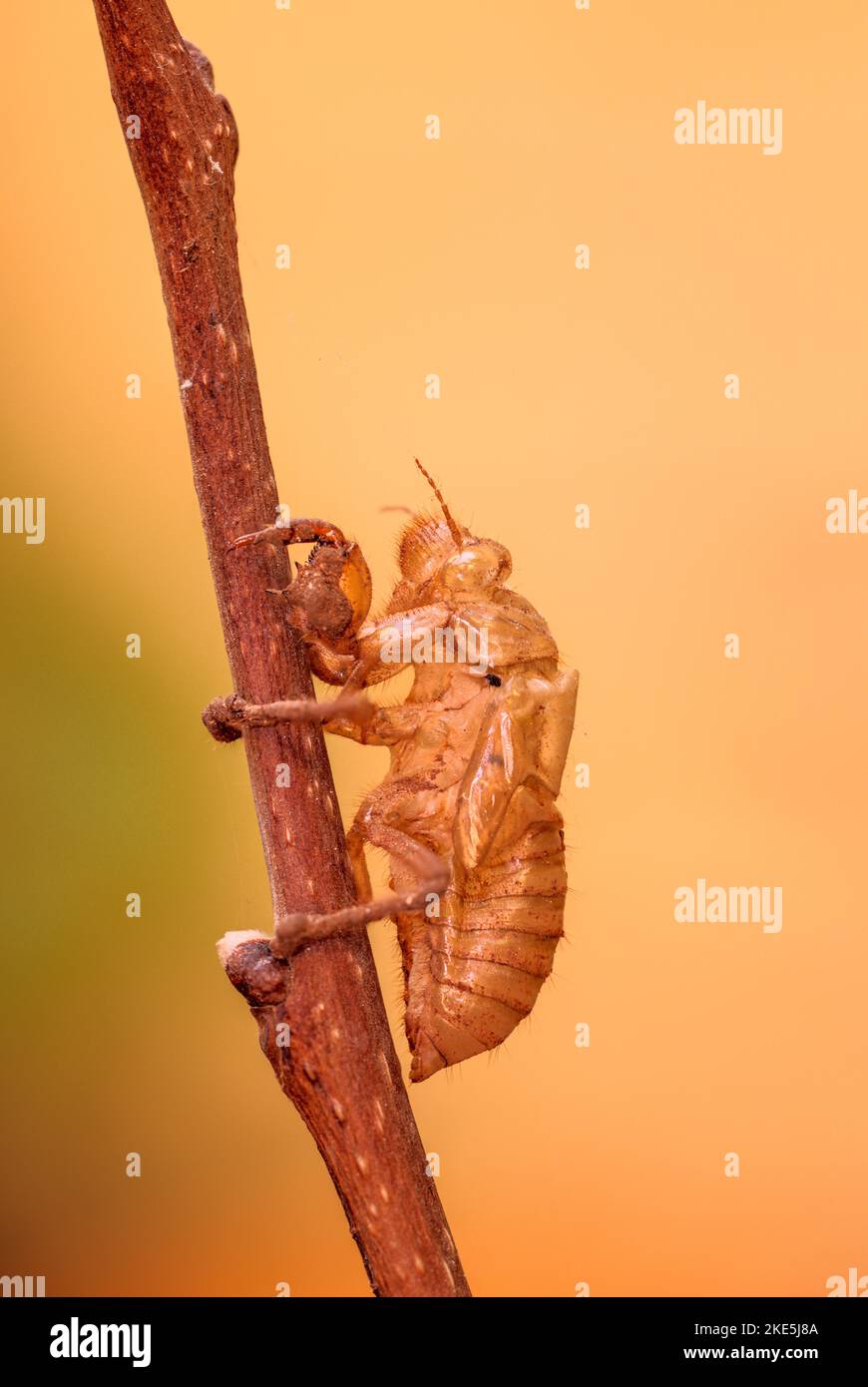 Exoskeleton Of a cicada, Cicada Barbara, still clinging to a branch ...