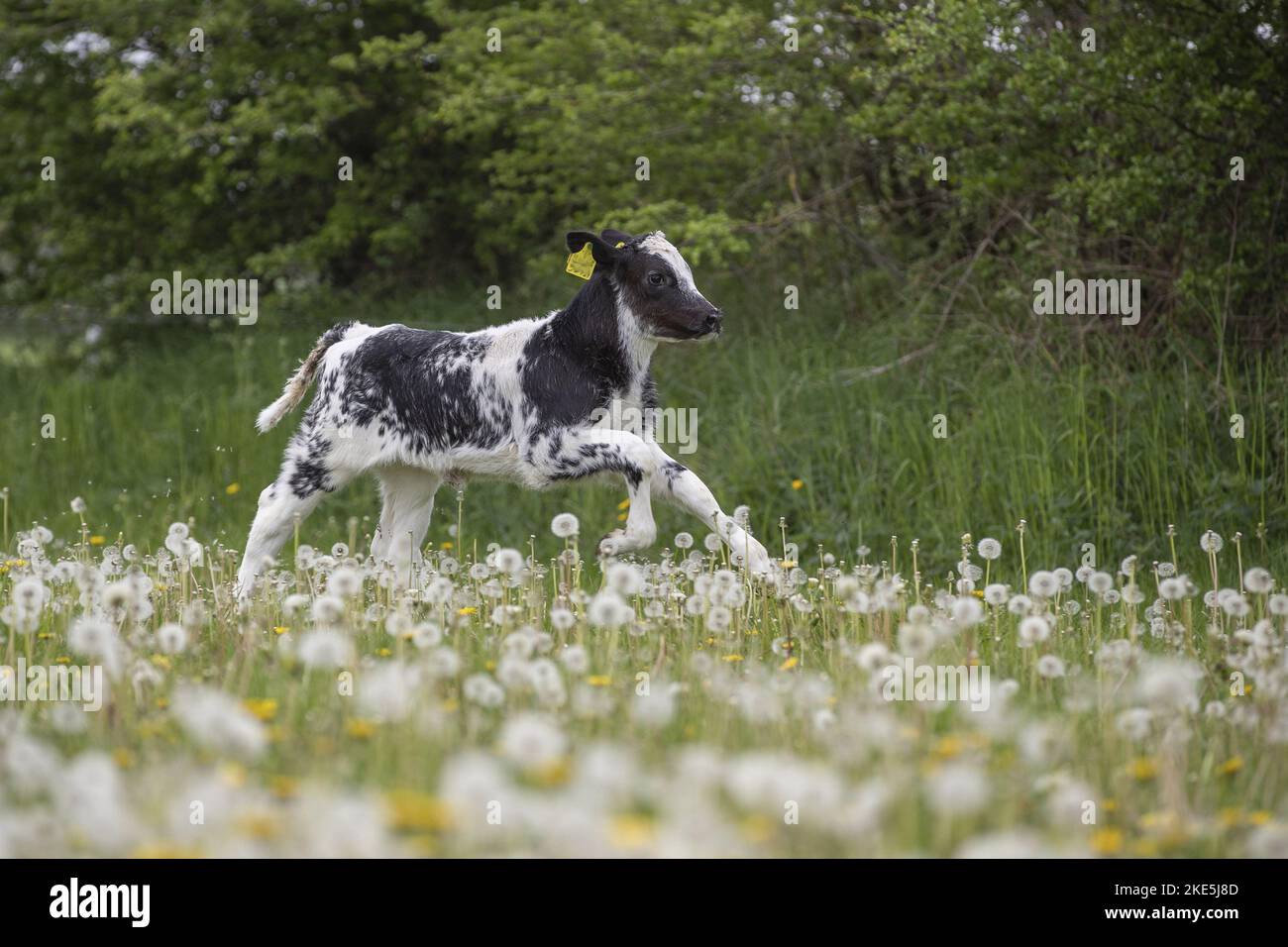 Calf tooth hi-res stock photography and images - Alamy