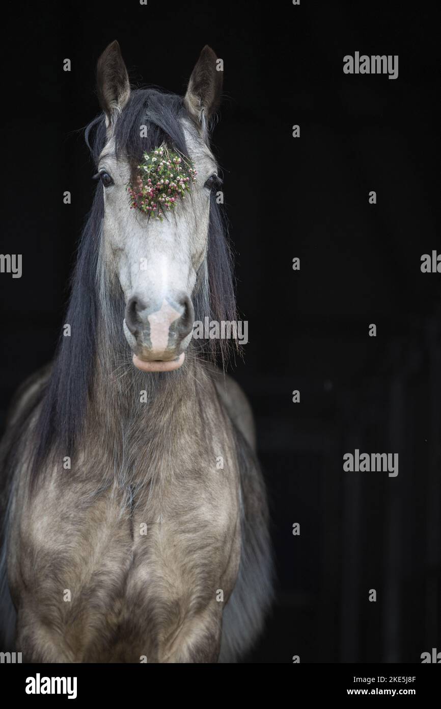 Irish Tinker Portrait Stock Photo - Alamy