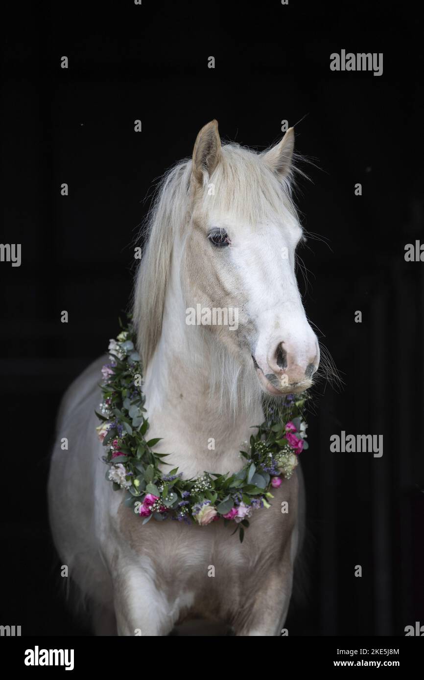Irish Tinker Portrait Stock Photo - Alamy