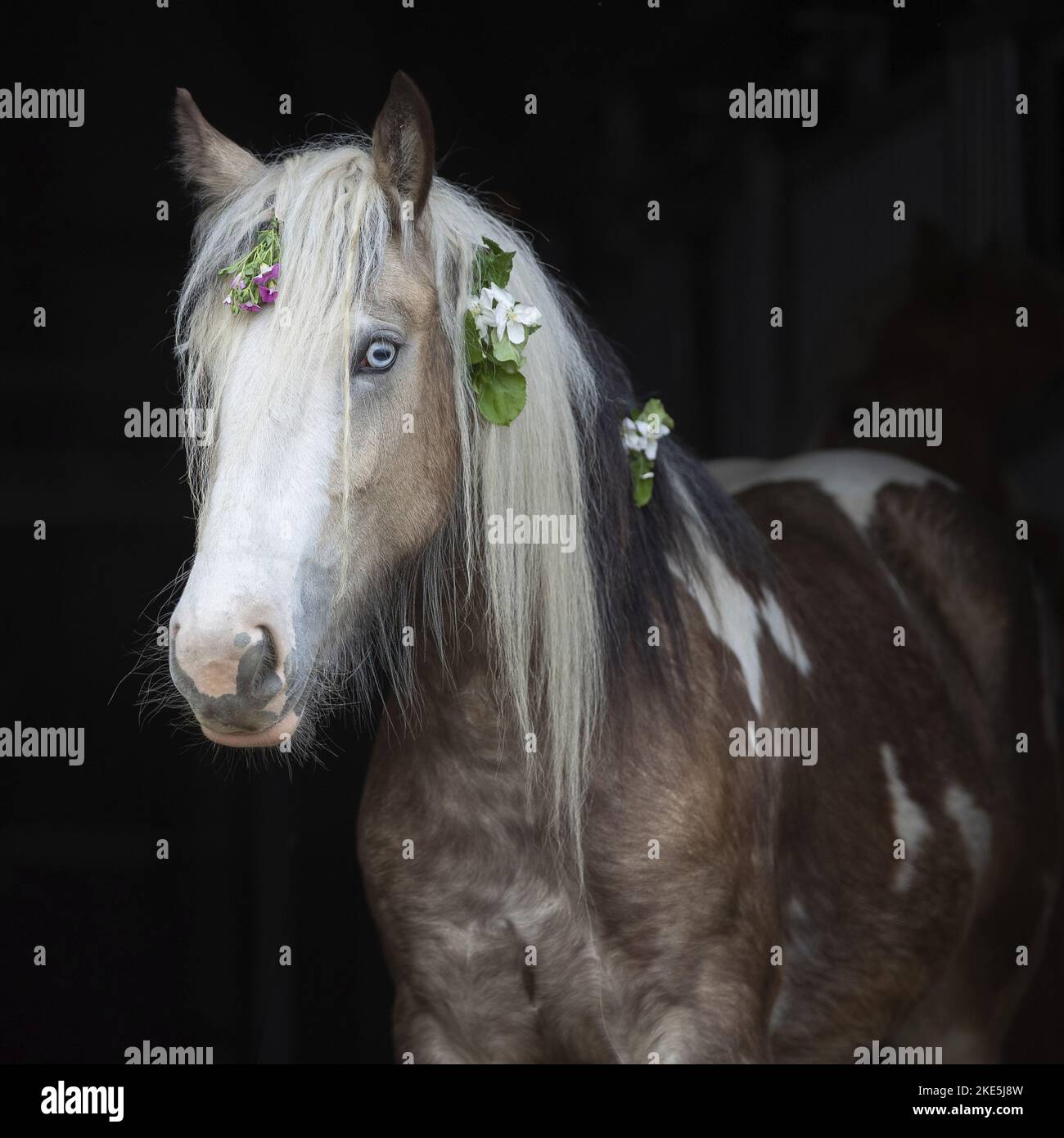 Irish Tinker Portrait Stock Photo - Alamy