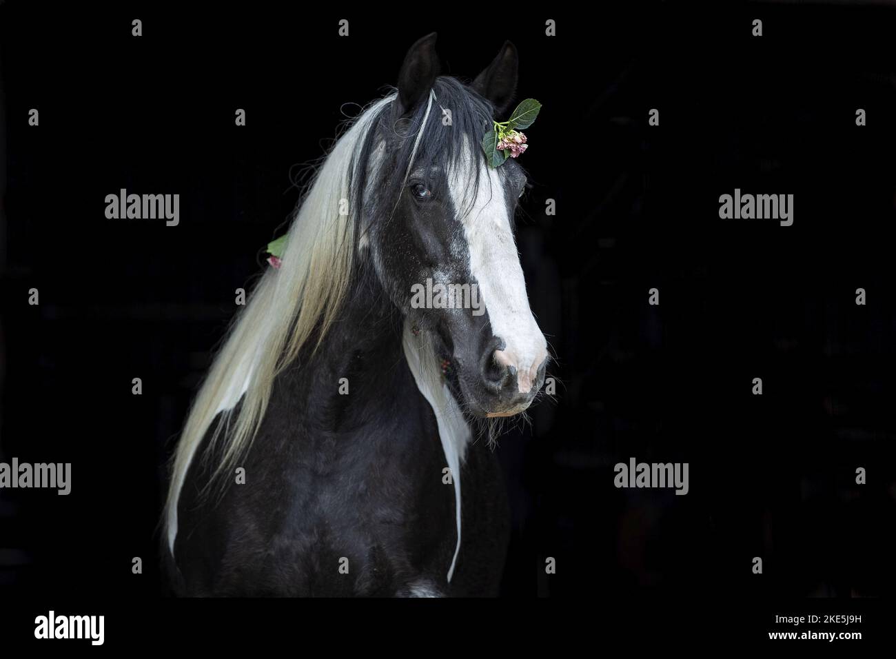 Irish Tinker Portrait Stock Photo - Alamy