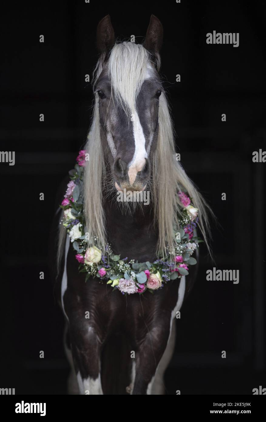 Irish Tinker Portrait Stock Photo - Alamy