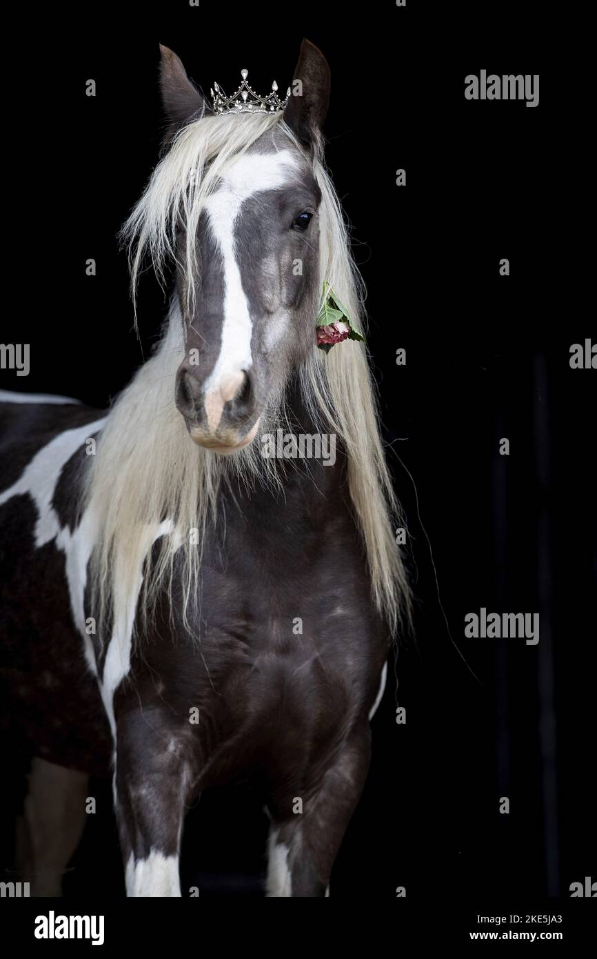 Irish Tinker Portrait Stock Photo - Alamy