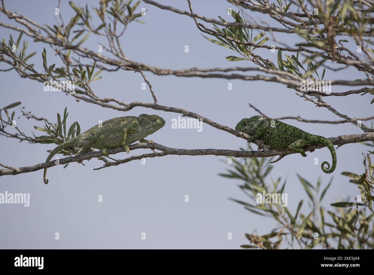 Two chameleons hi-res stock photography and images - Alamy