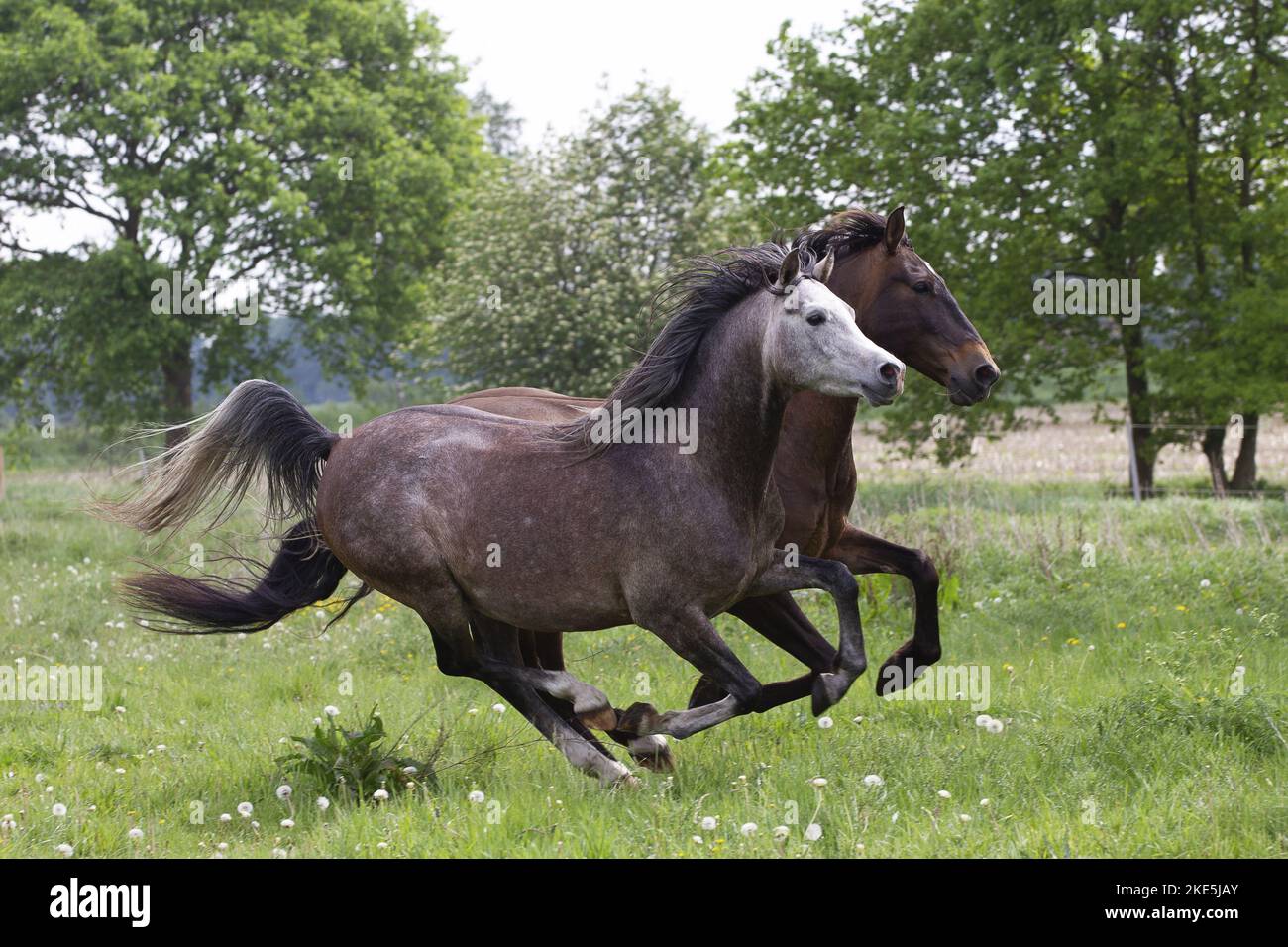 Small brown arabian horse hi-res stock photography and images - Alamy
