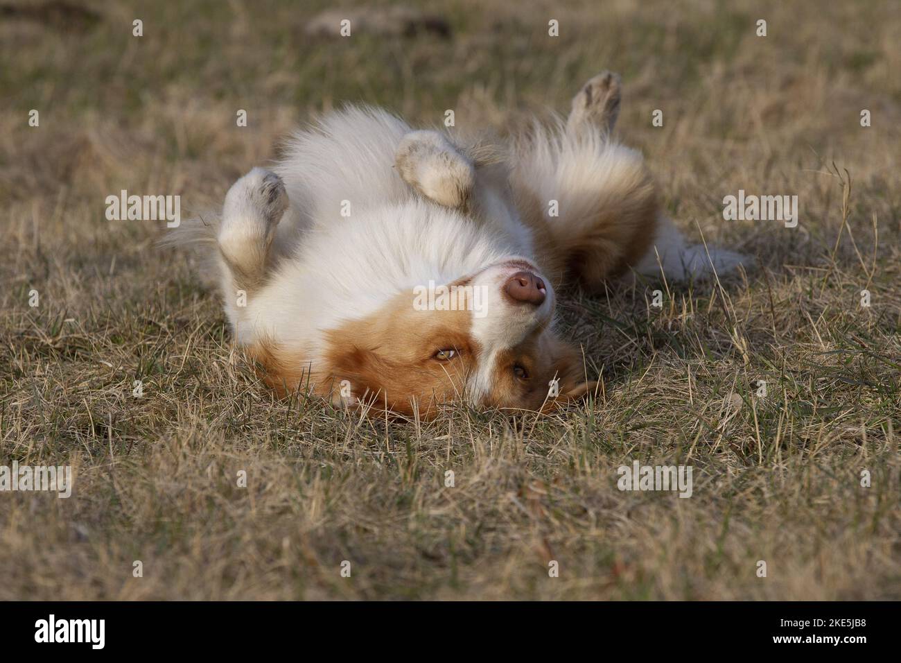 rolling Border Collie Stock Photo - Alamy