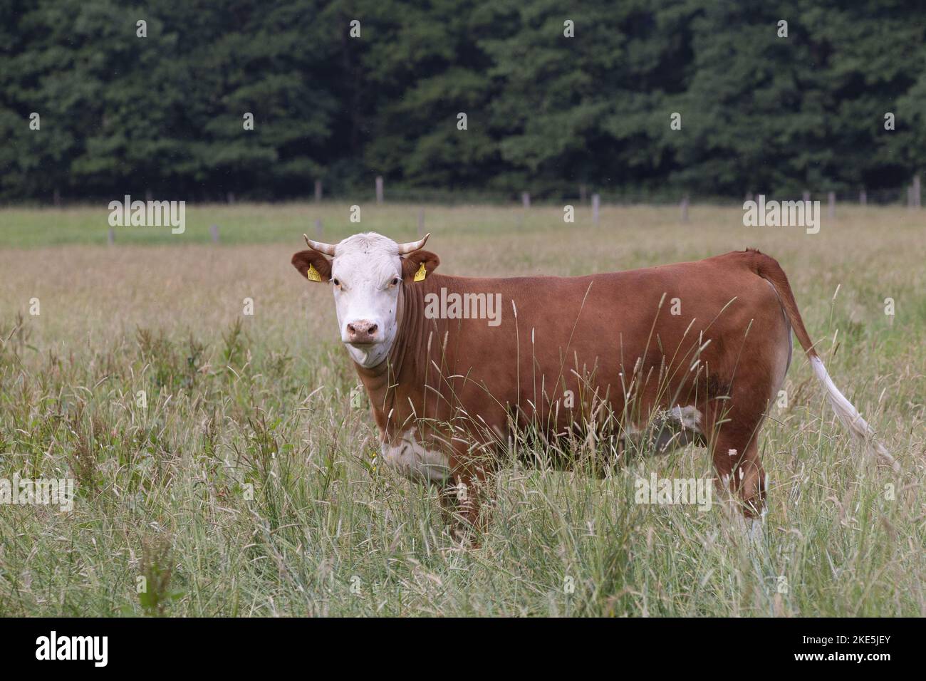 Hinterwald hi-res stock photography and images - Alamy