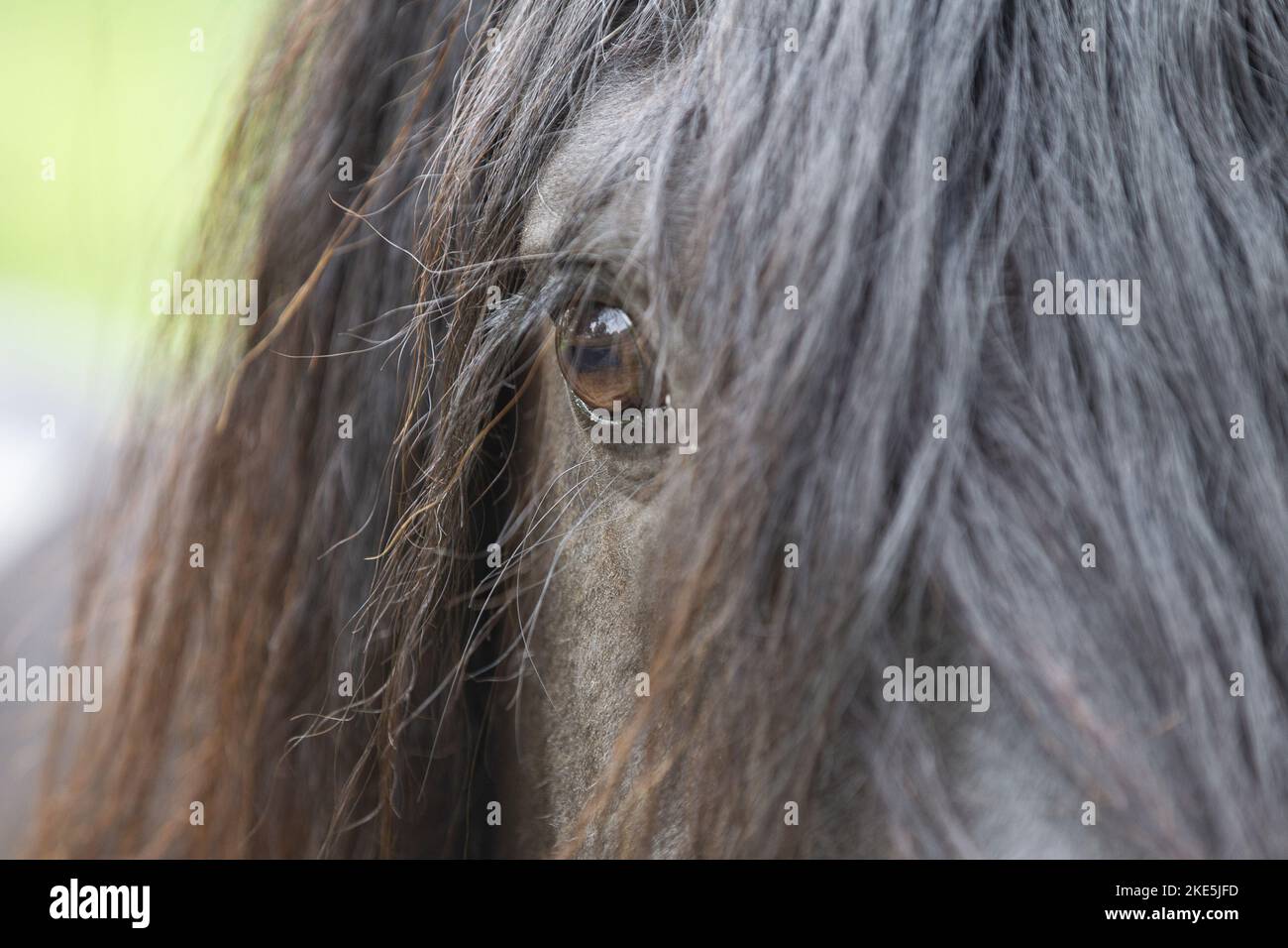 Friesian horse close up eye hi-res stock photography and images - Alamy