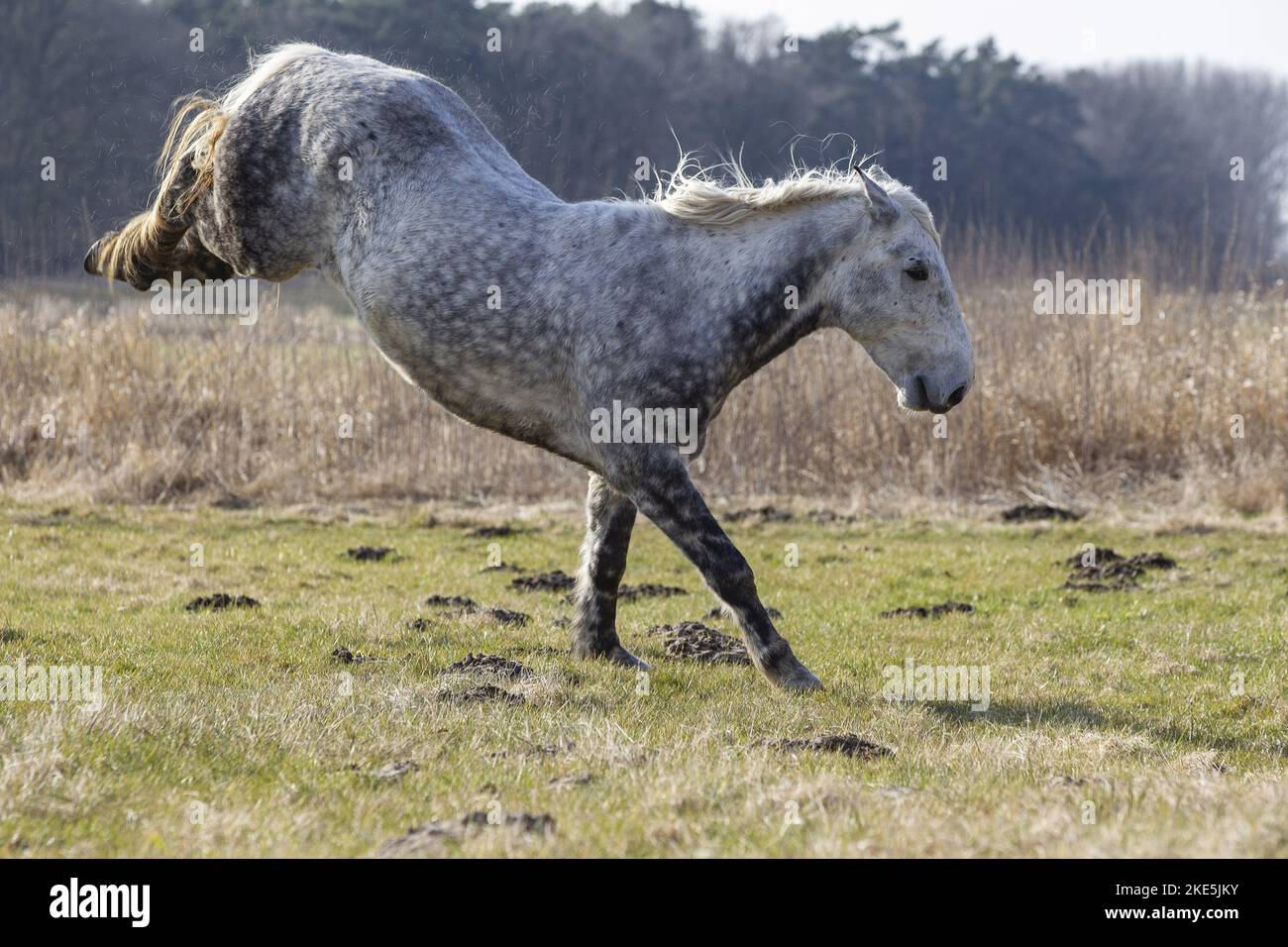 Draft cross breed hi-res stock photography and images - Alamy