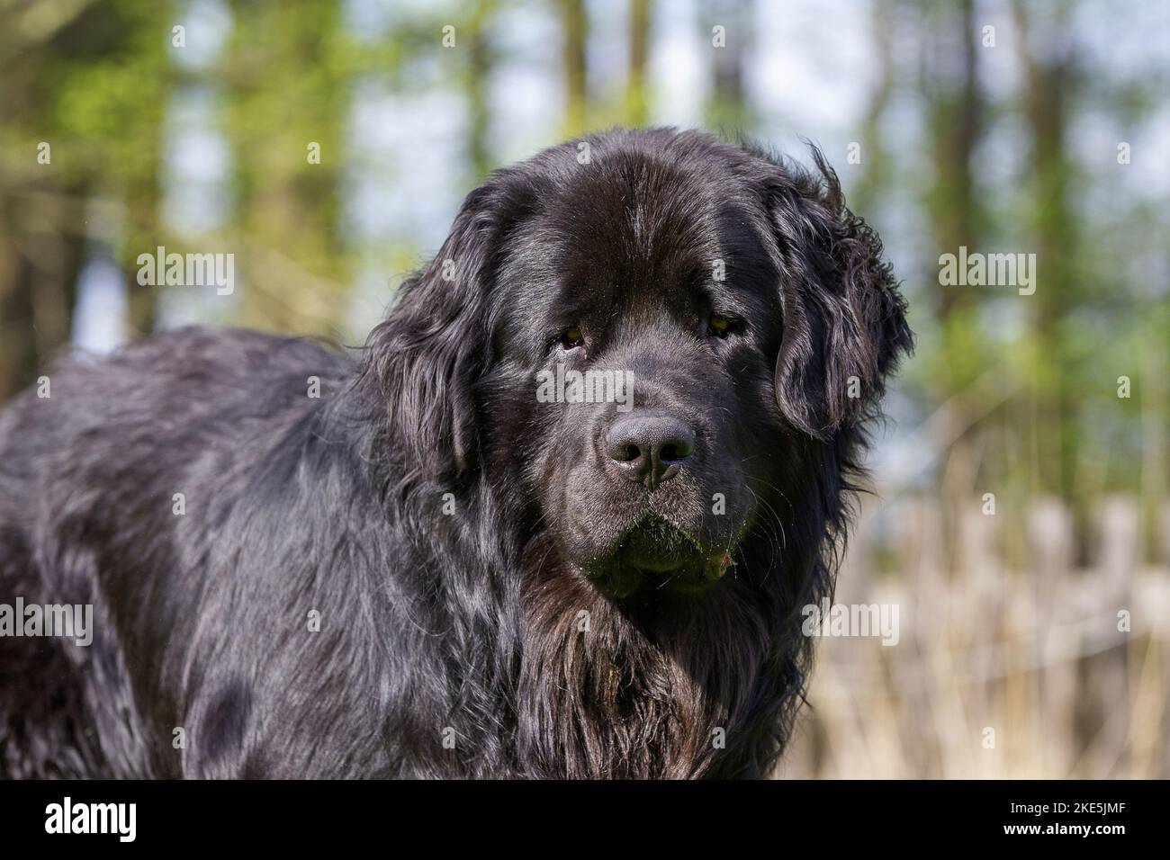 black Newfoundland Dog Stock Photo - Alamy