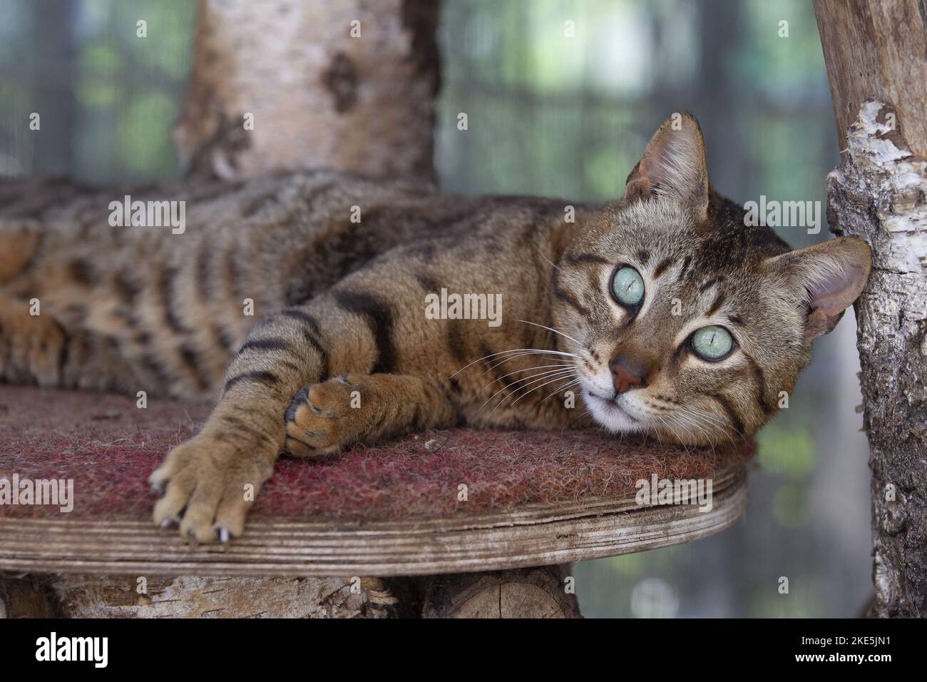 F5 savannah cat hi-res stock photography and images - Alamy