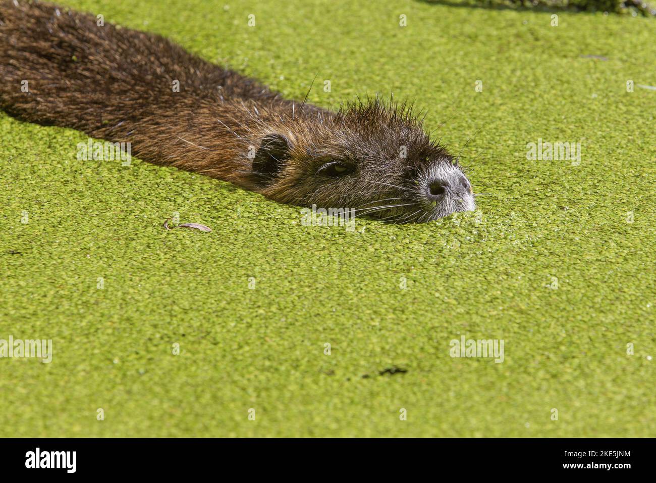 Coypu sun hi-res stock photography and images - Alamy