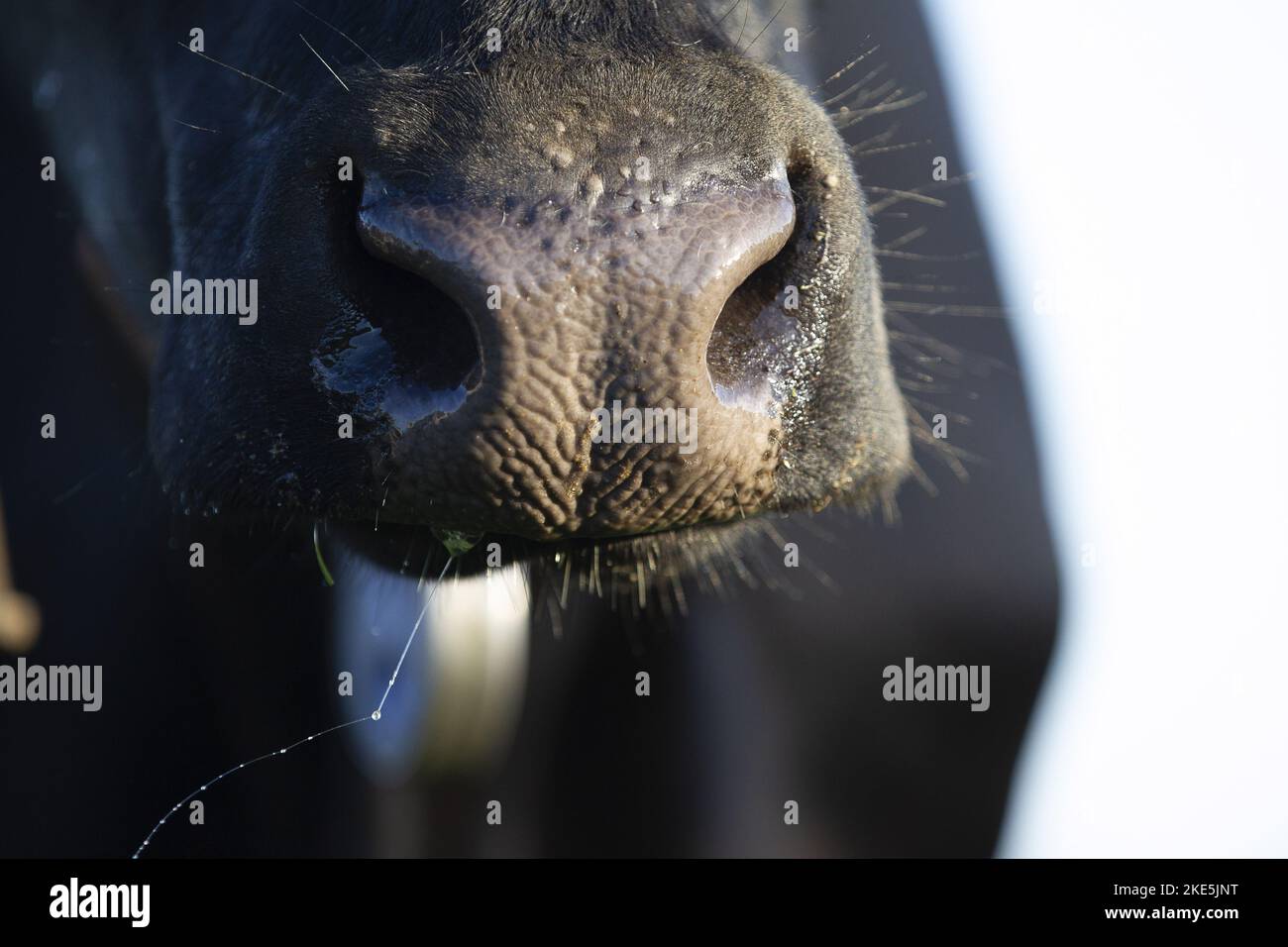 Cattle noses hi-res stock photography and images - Alamy