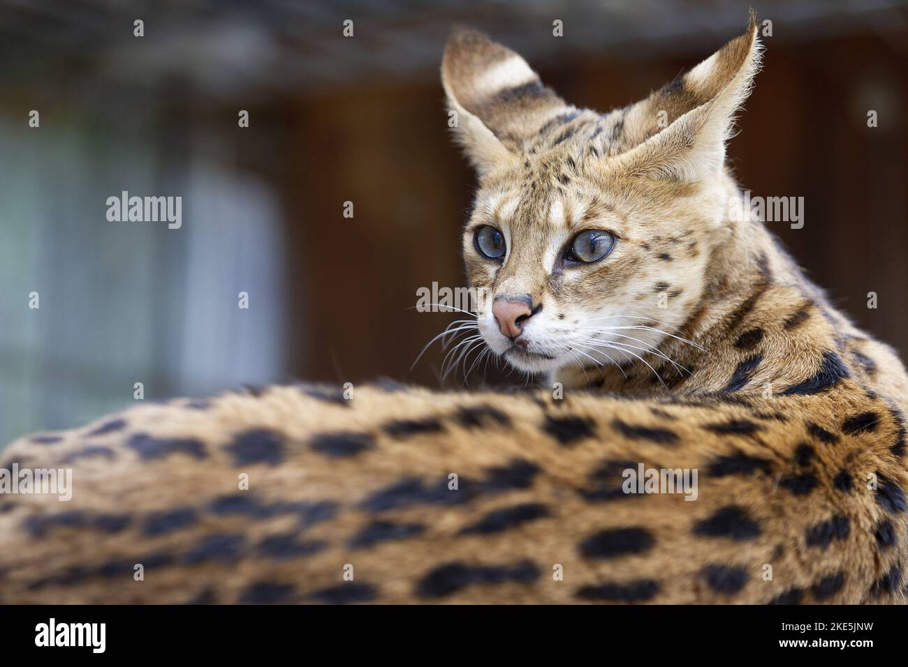 Savannah cat f1 hi-res stock photography and images - Alamy