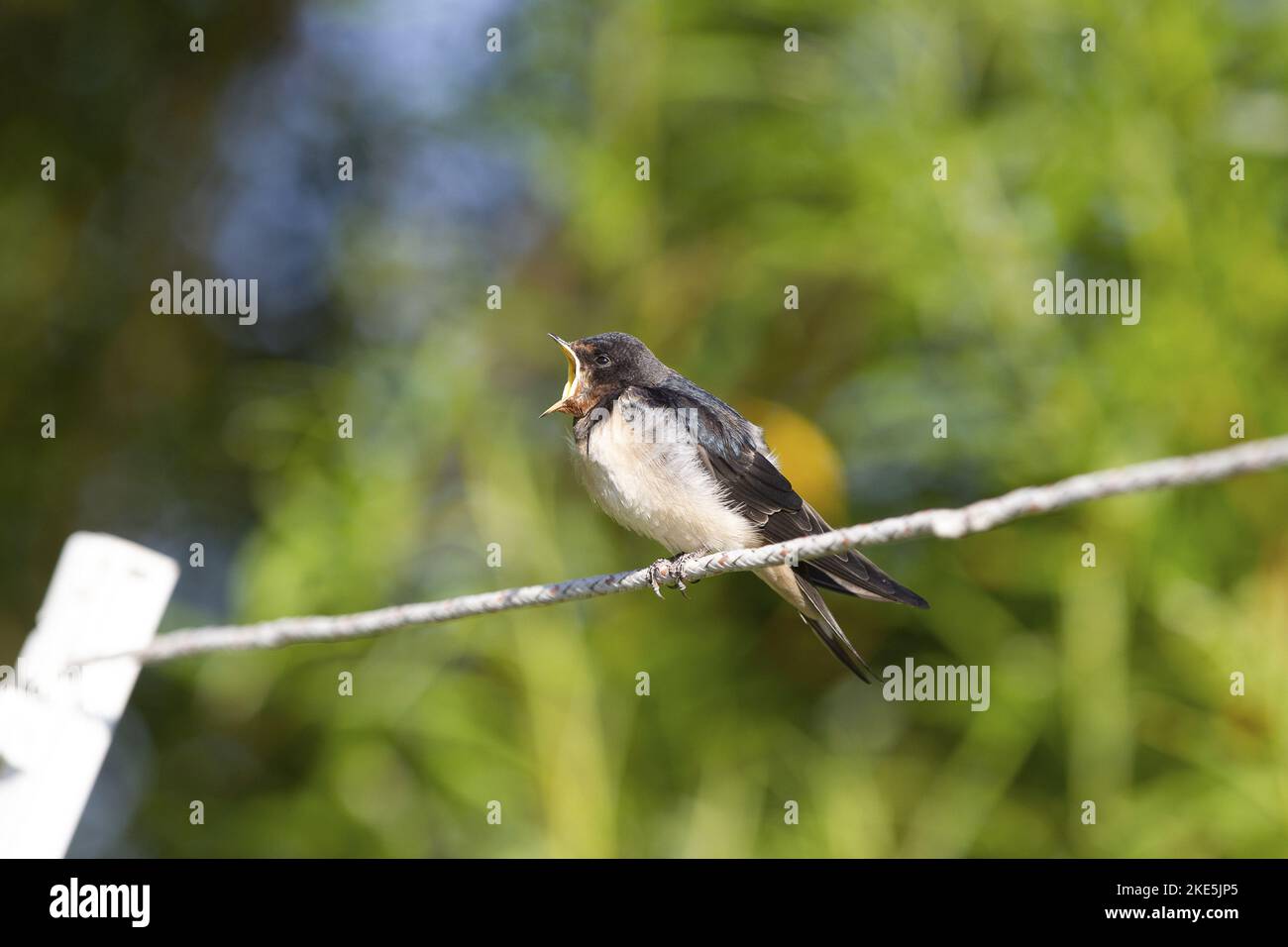 Barn swallow open beak hi-res stock photography and images - Alamy