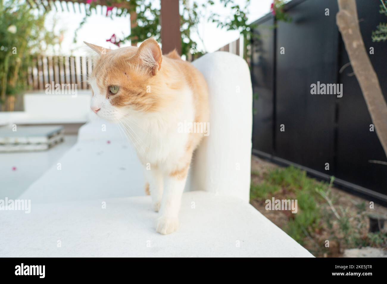 A cute ginger cat standing on a white bench Stock Photo - Alamy
