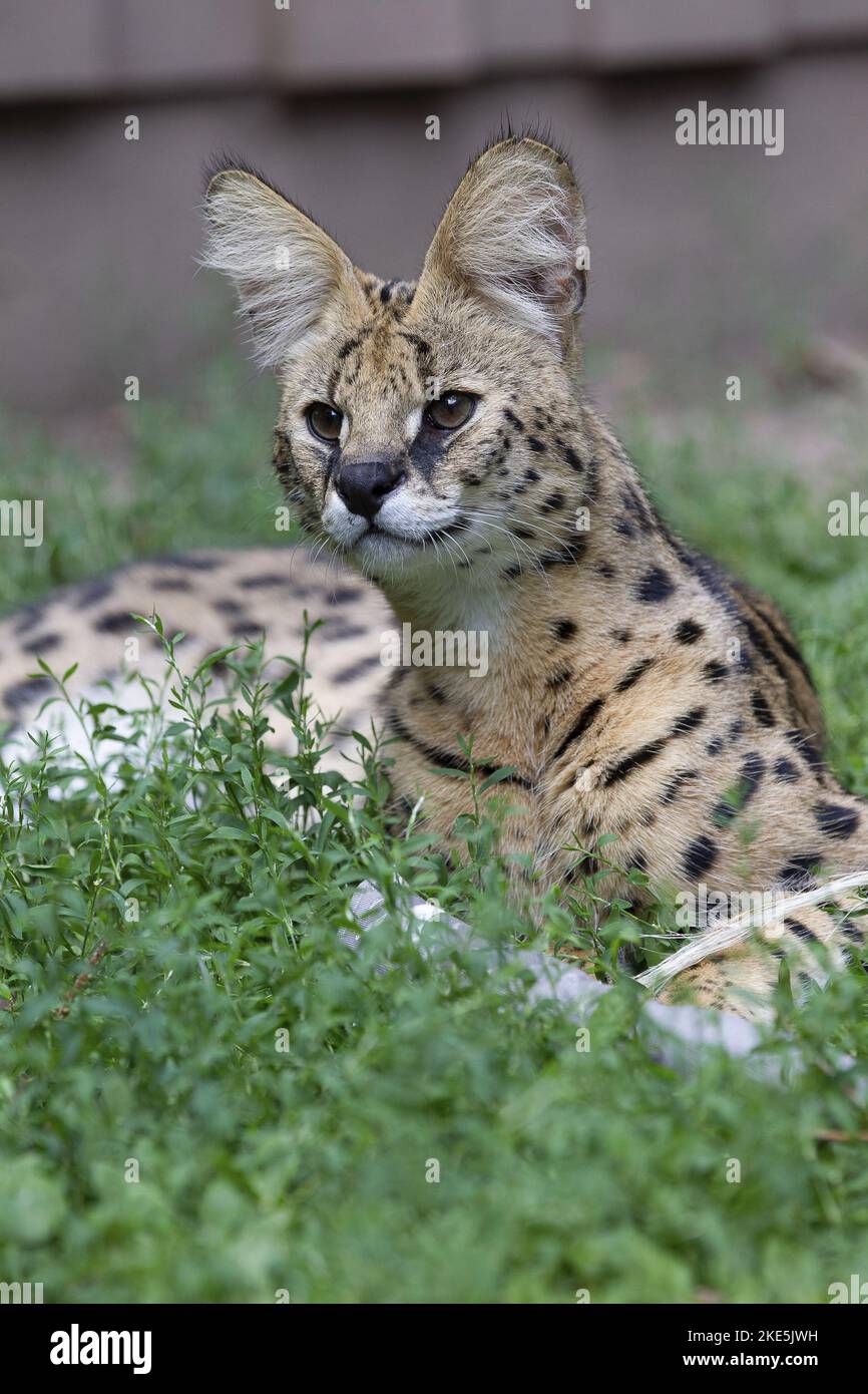 Serval captive big cat hi-res stock photography and images - Alamy