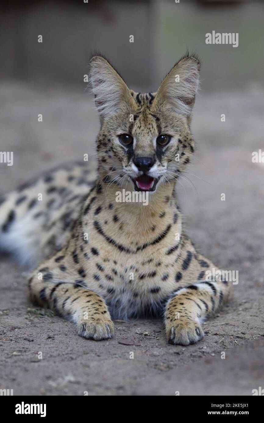 Serval captive big cat hi-res stock photography and images - Alamy