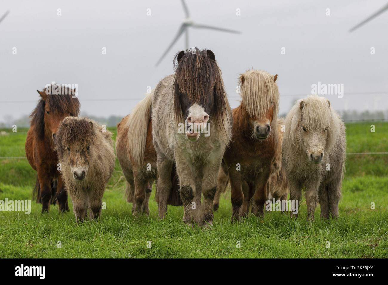 herd of ponies Stock Photo - Alamy