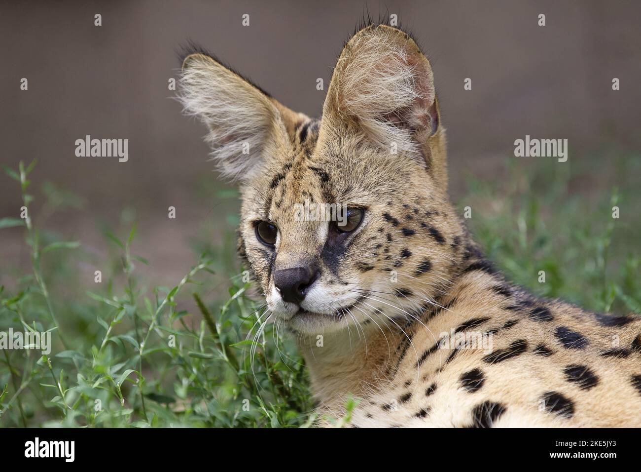 Serval captive big cat hi-res stock photography and images - Alamy