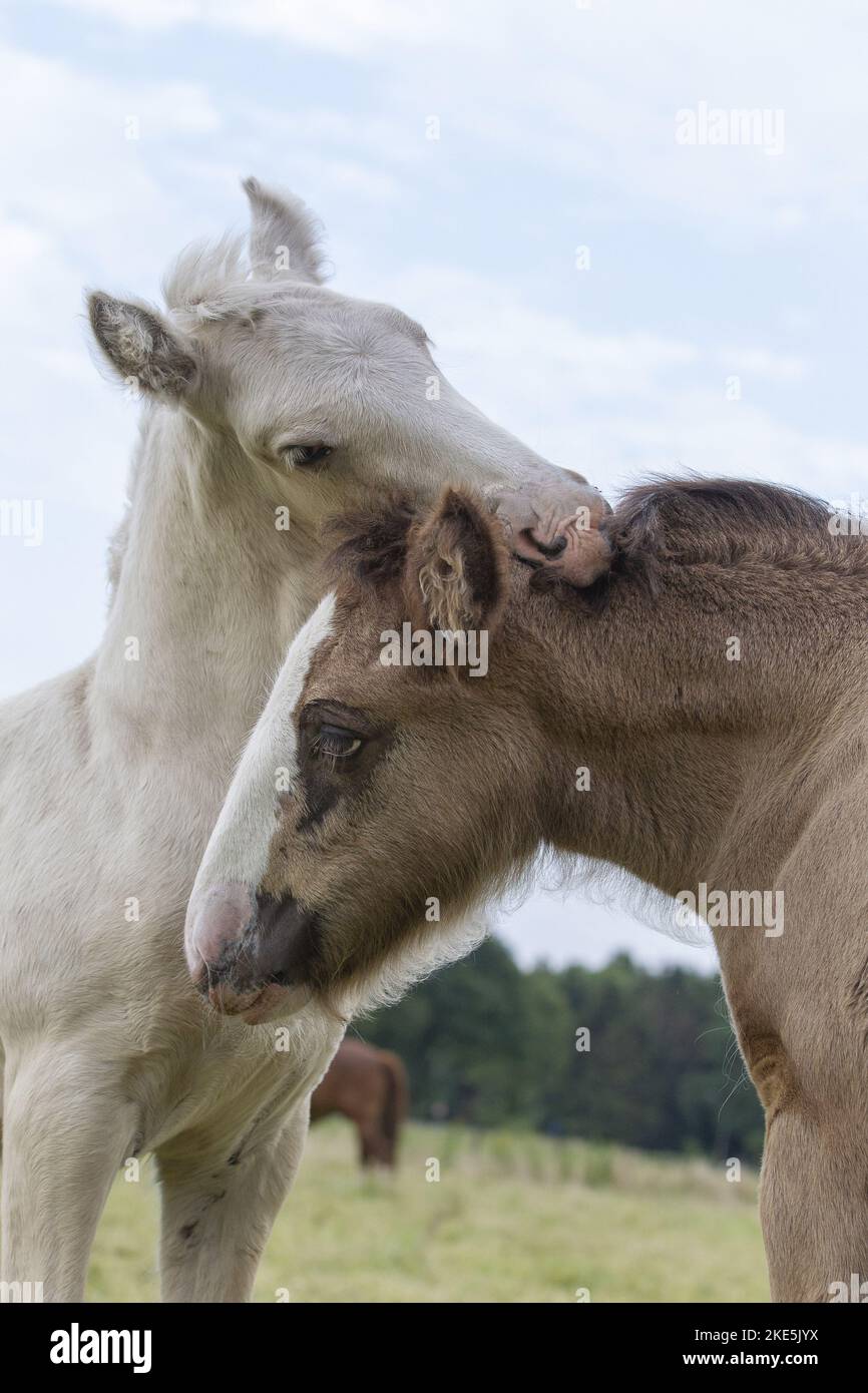 Irish Tinker foals Stock Photo - Alamy