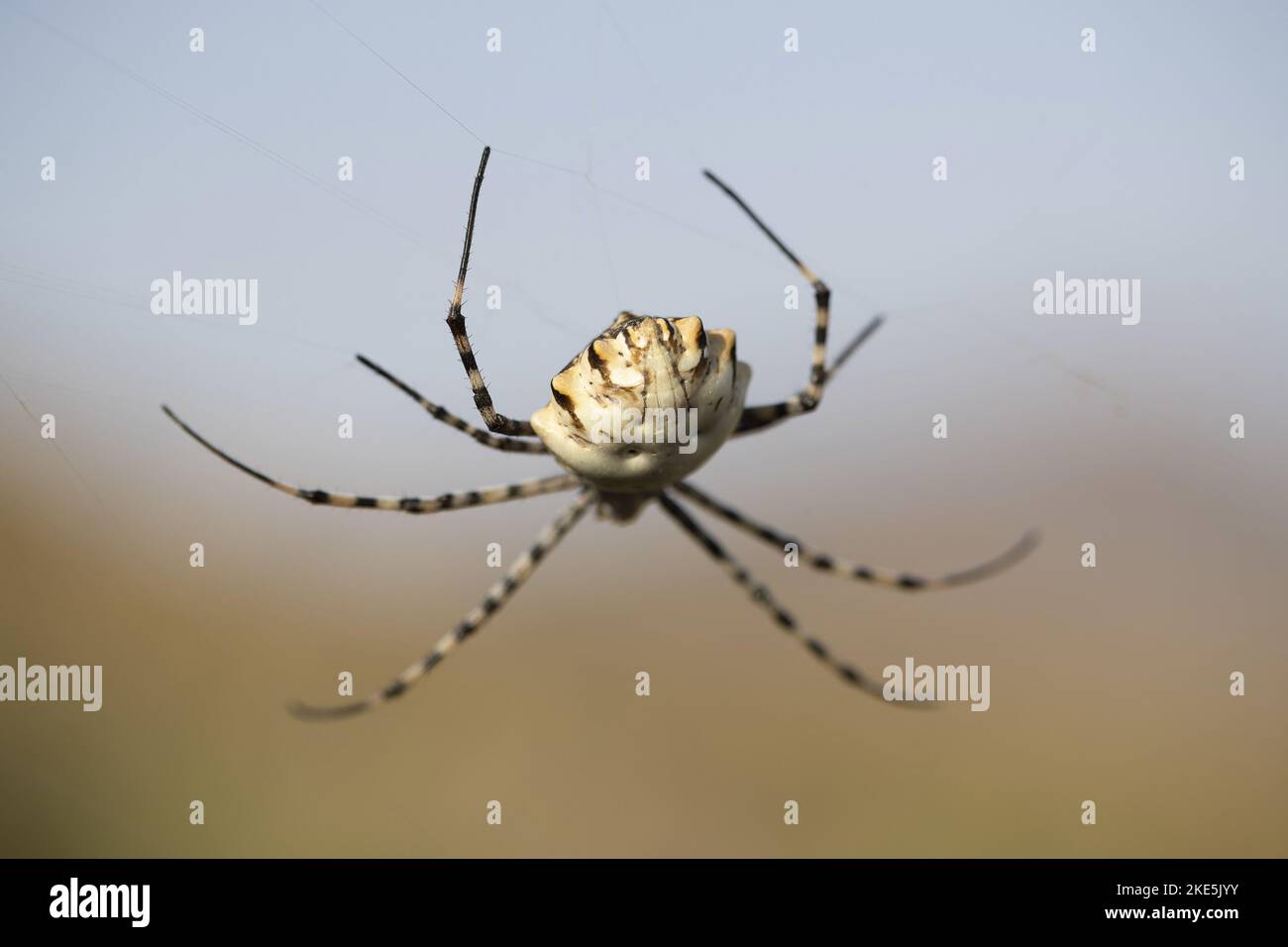 Spiders back view hi-res stock photography and images - Alamy